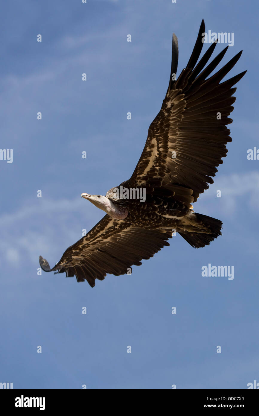 Vulture flying high in the sky hi-res stock photography and images - Alamy