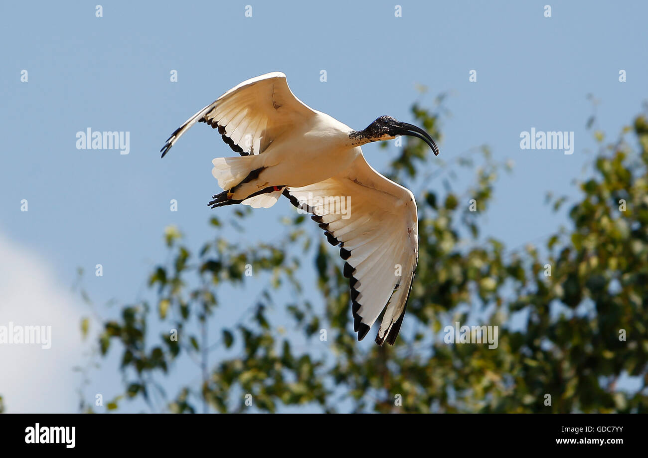Sacred ibis threskiornis aethiopicus adult hi-res stock photography and ...