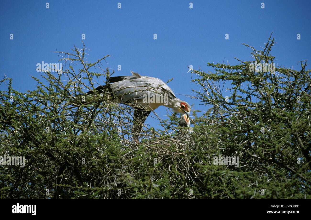 SECRETARY BIRD ADULT sagittarius serpentarius FEEDING CHICK AT NEST ...