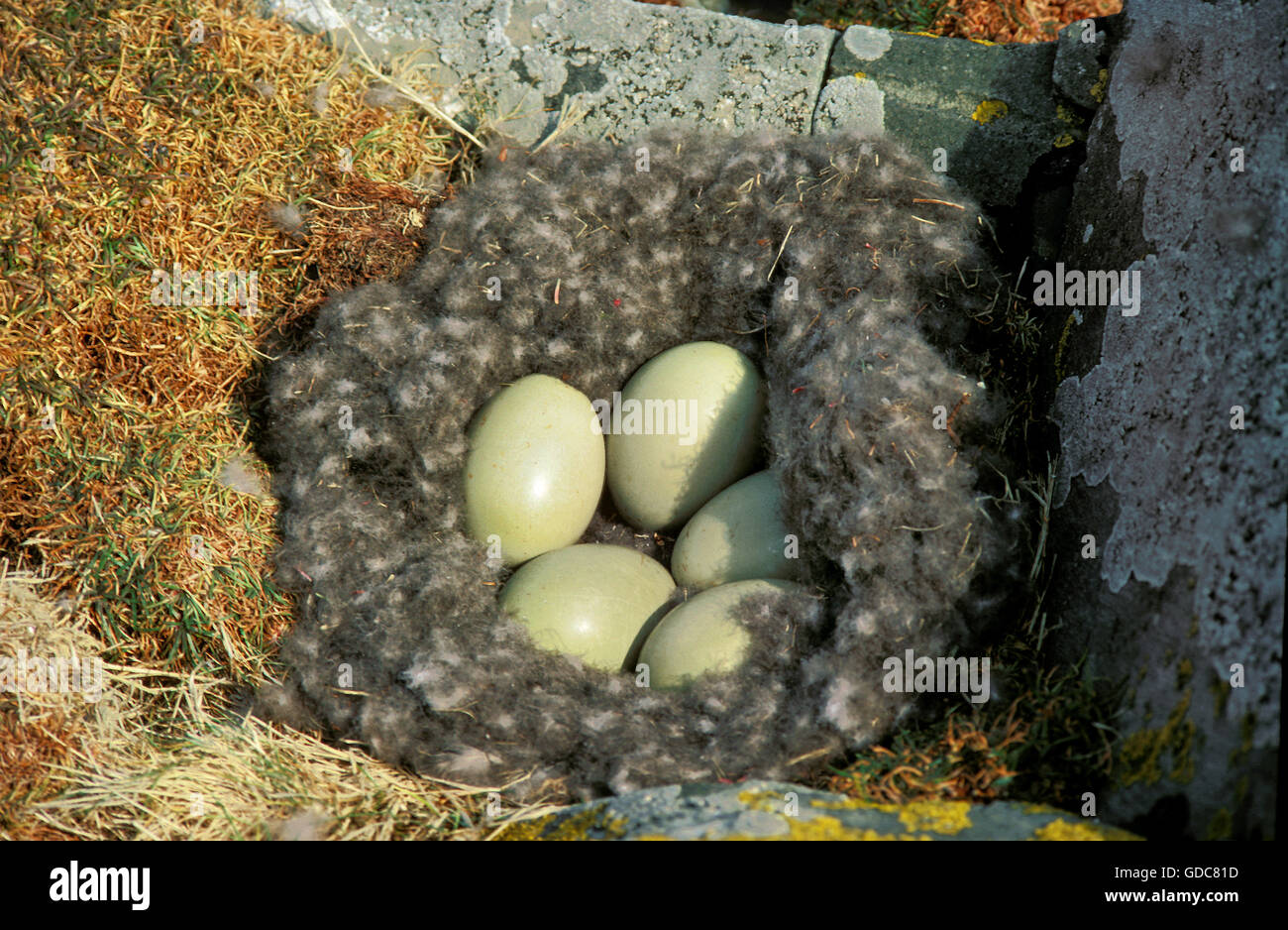 Common eider nest hi-res stock photography and images - Alamy