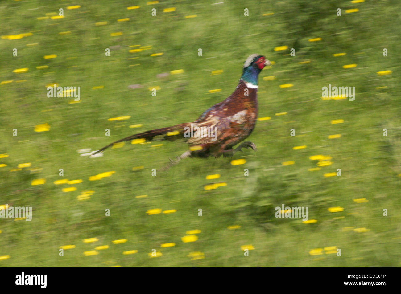Common Pheasant, phasianus colchicus, Male running through Meadow ...