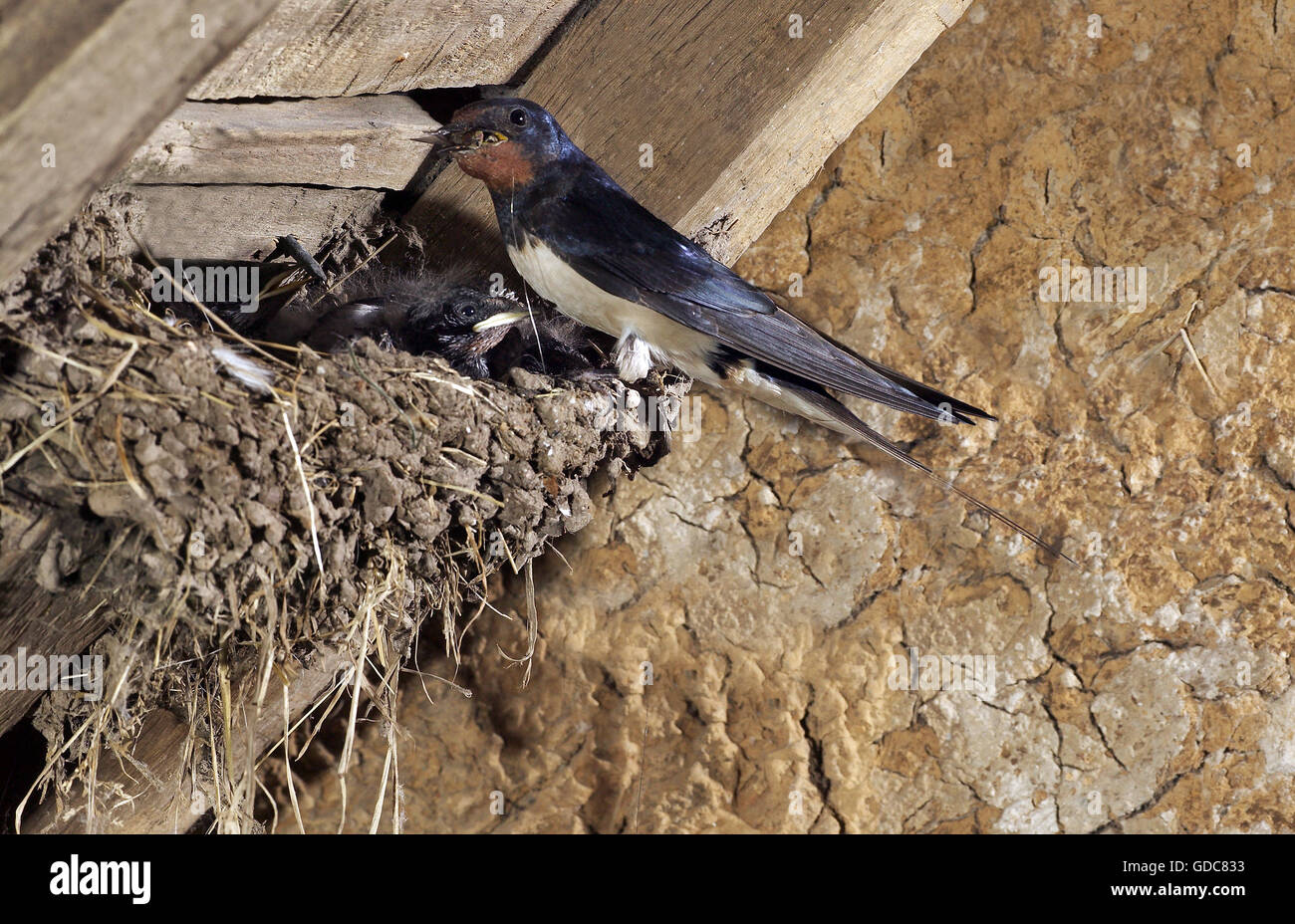 BARN SWALLOW hirundo rustica, ADULT WITH INSECTS IN ITS BEAK FOR ...