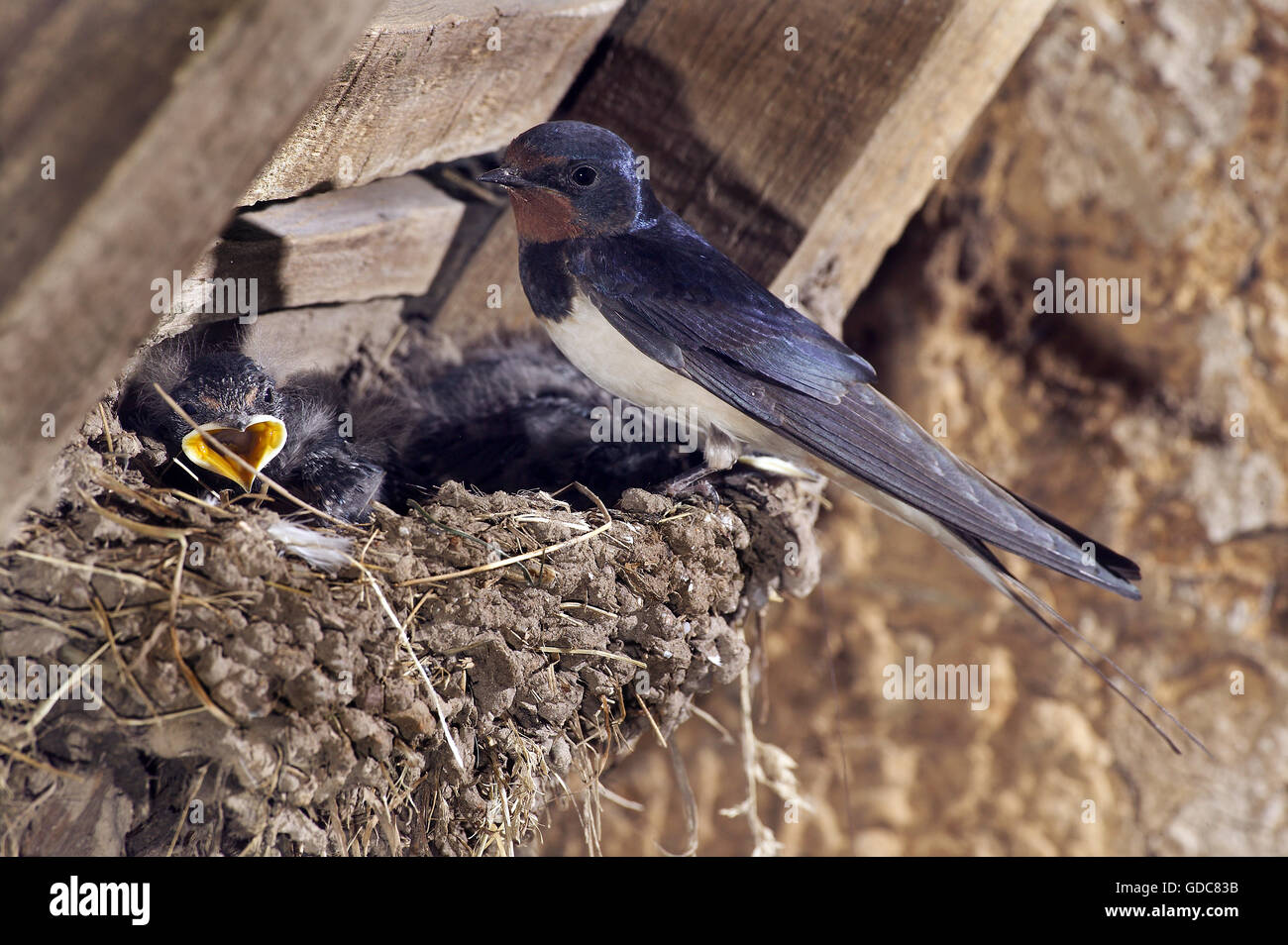 Barn Swallow, hirundo rustica, Adult Feeding Chicks at Nest, Normandy ...
