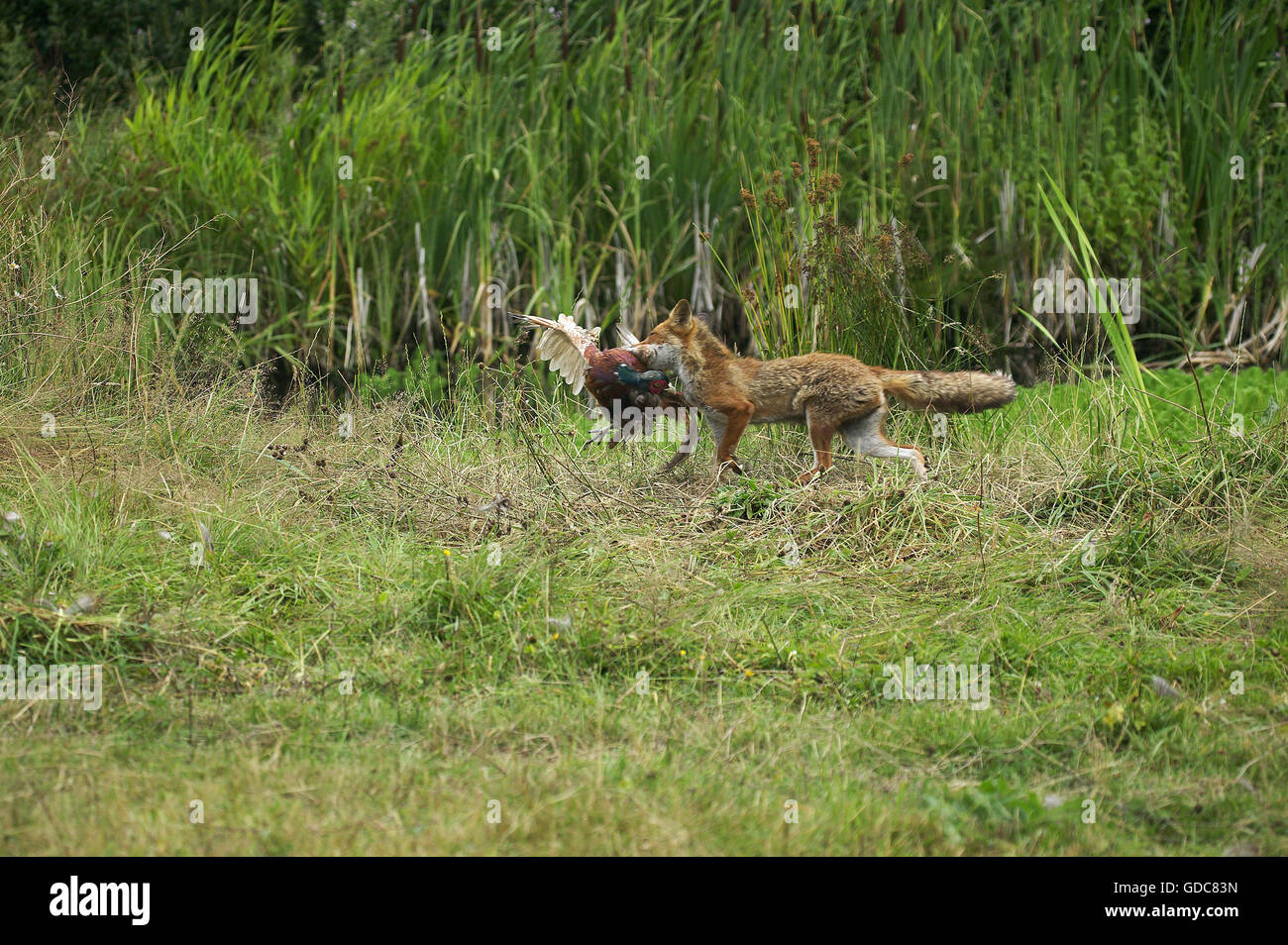 Red fox with pheasant kill hi-res stock photography and images - Alamy