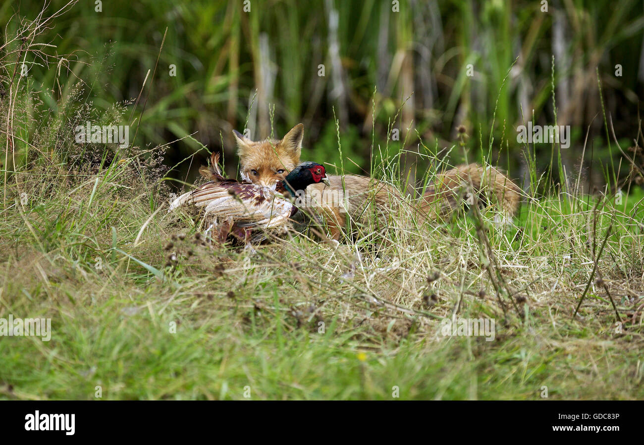 RED FOX vulpes vulpes, ADULT KILLING A COMMON PHEASANT, NORMANDY IN ...