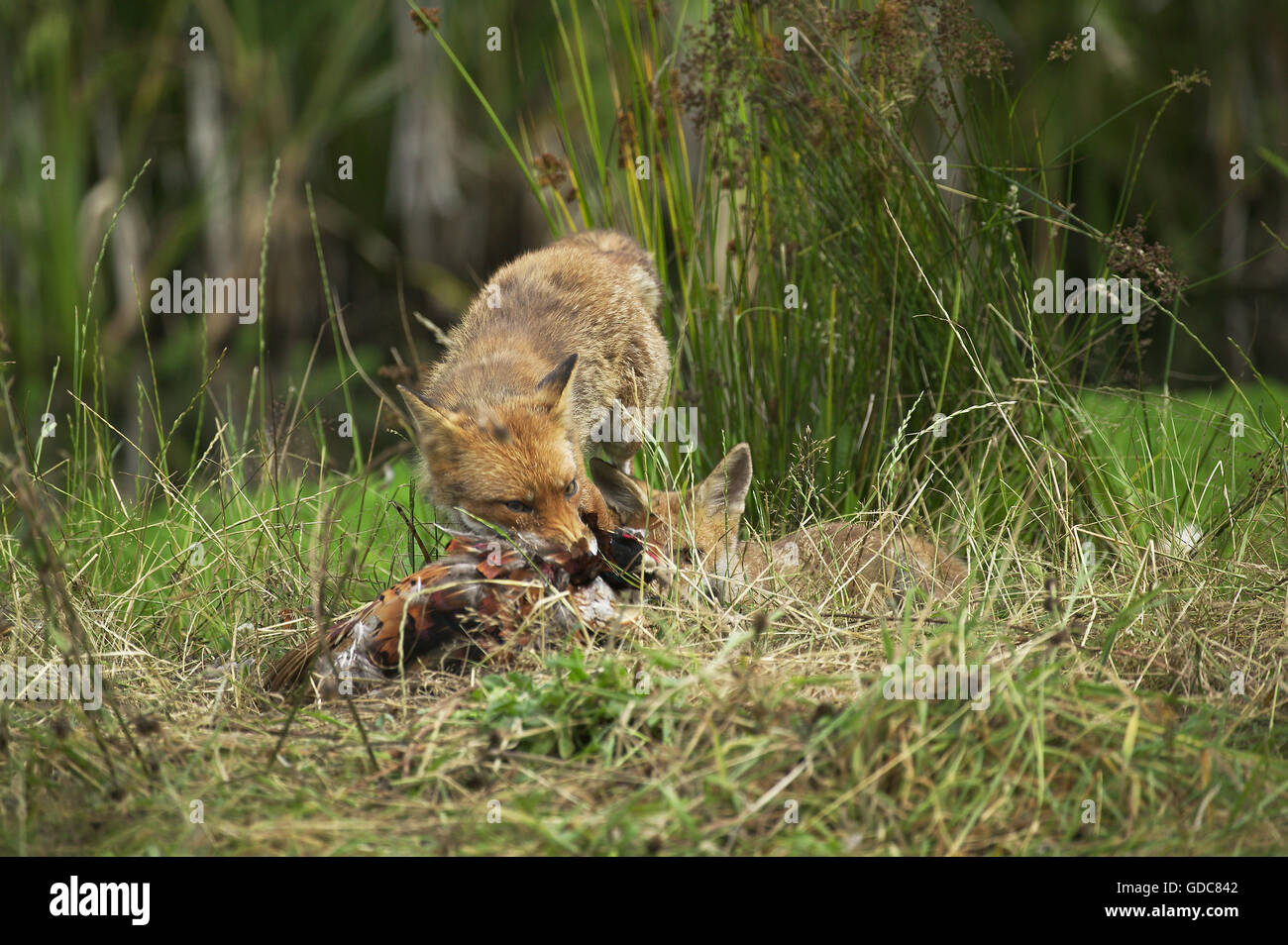 Red Fox, vulpes vulpes, Adults with a Kill, a Common Pheasant, Normandy ...
