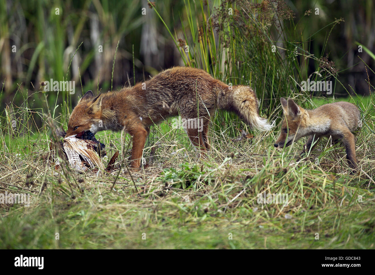 RED FOX vulpes vulpes, ADULT KILLING A COMMON PHEASANT, NORMANDY IN ...