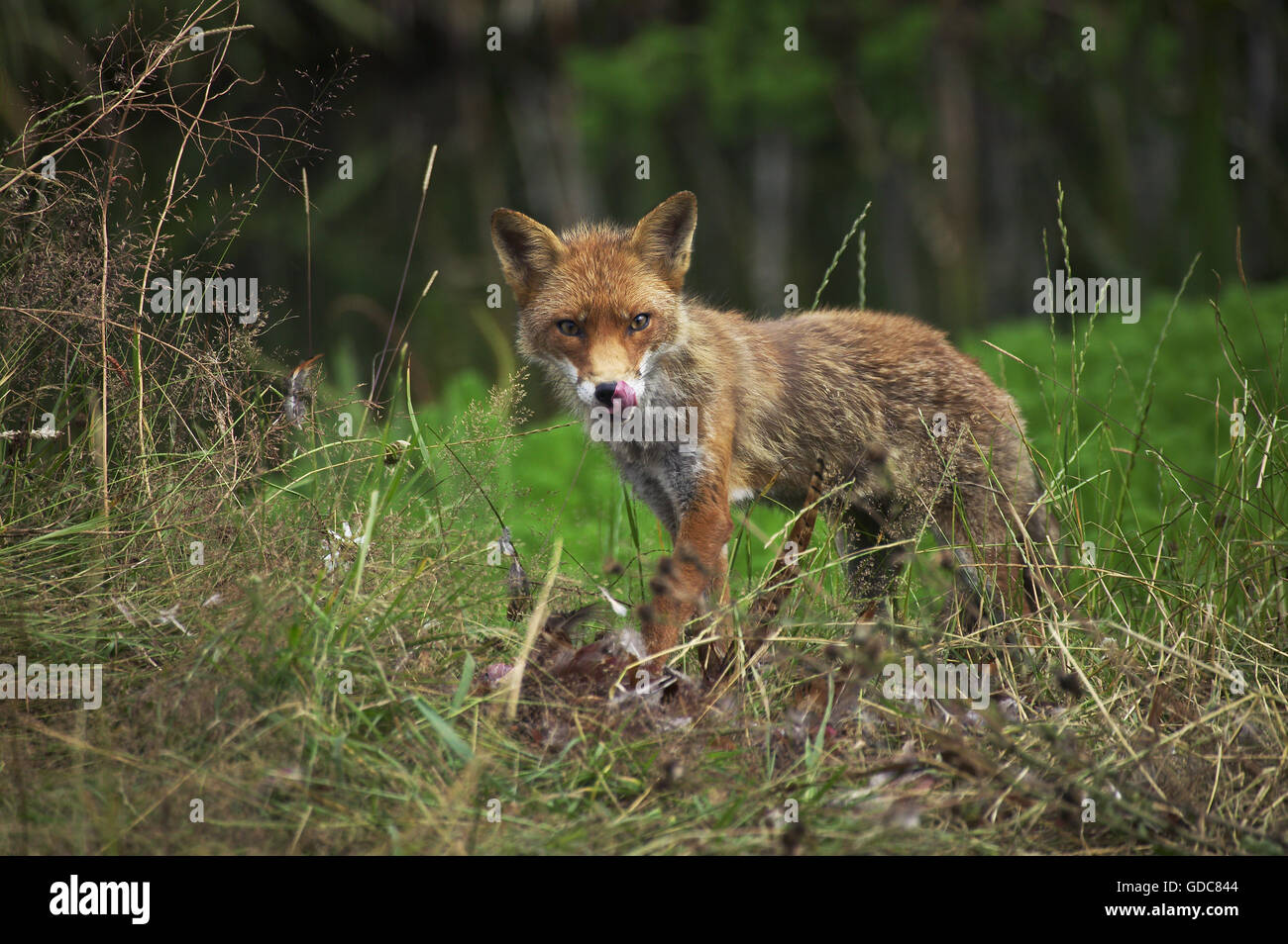Red Fox, vulpes vulpes, Adult with a Kill, a Common Pheasant, Licking ...