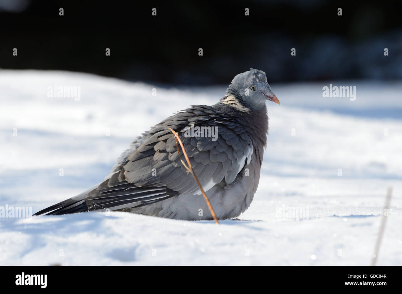 Pigeon in europe hi-res stock photography and images - Alamy