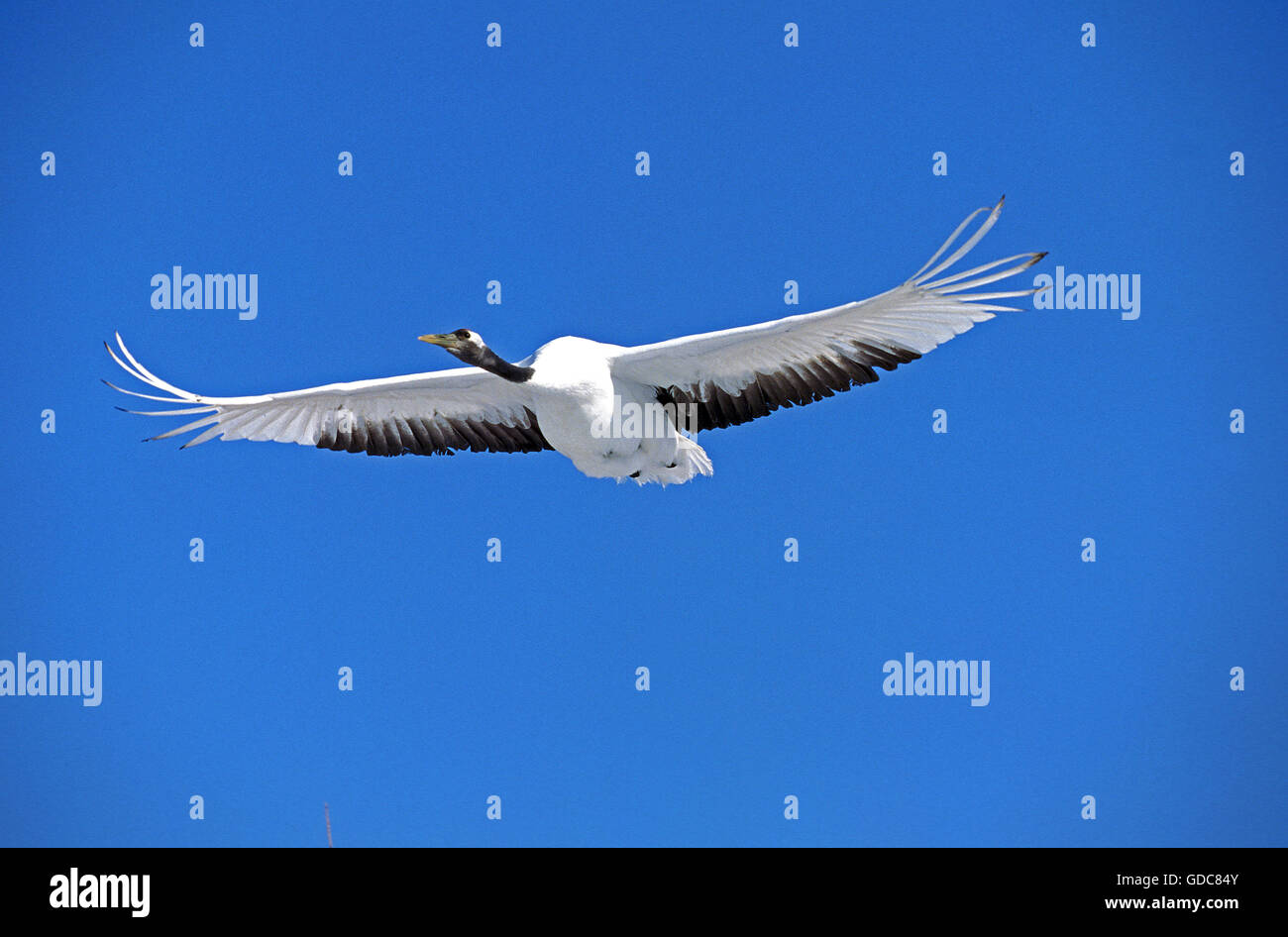 Japanese crane in flight hokkaido hi-res stock photography and images ...