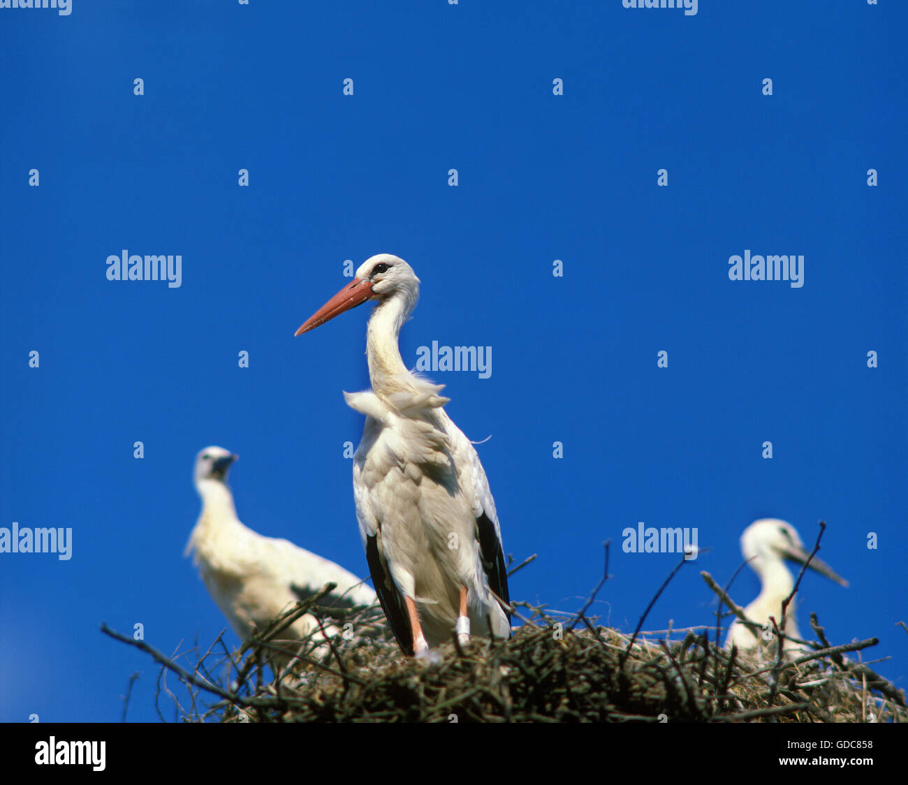 White stork ciconia alsace hi-res stock photography and images - Alamy