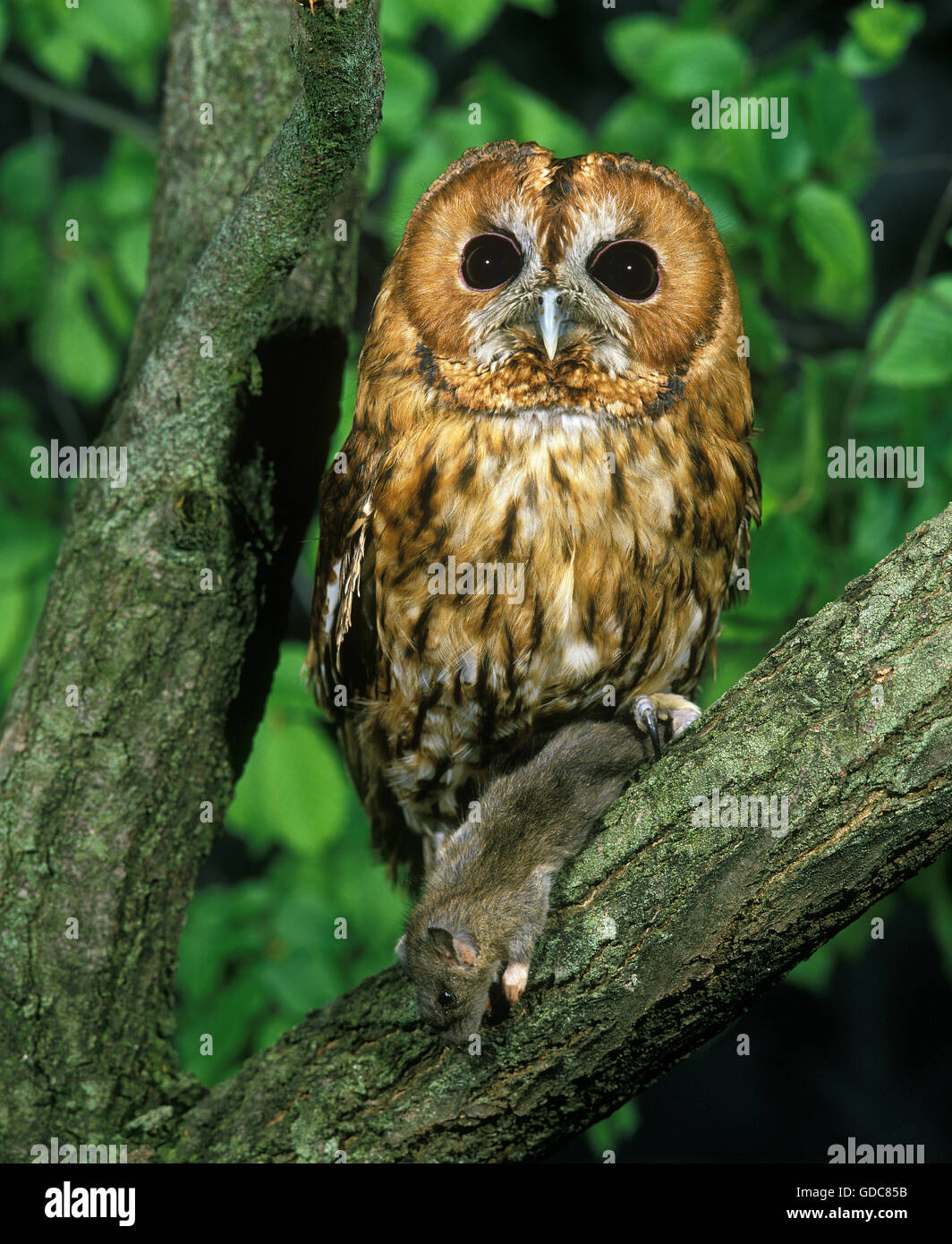 Bird chasing mouse hi-res stock photography and images - Alamy