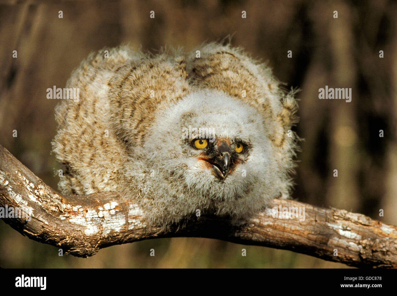 Juvenile great horned owls hi-res stock photography and images - Alamy