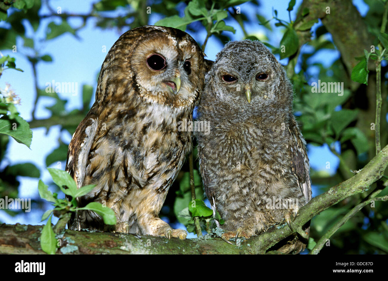 Eurasian Tawny Owl, strix aluco, Adult with Young, Normandy Stock Photo ...
