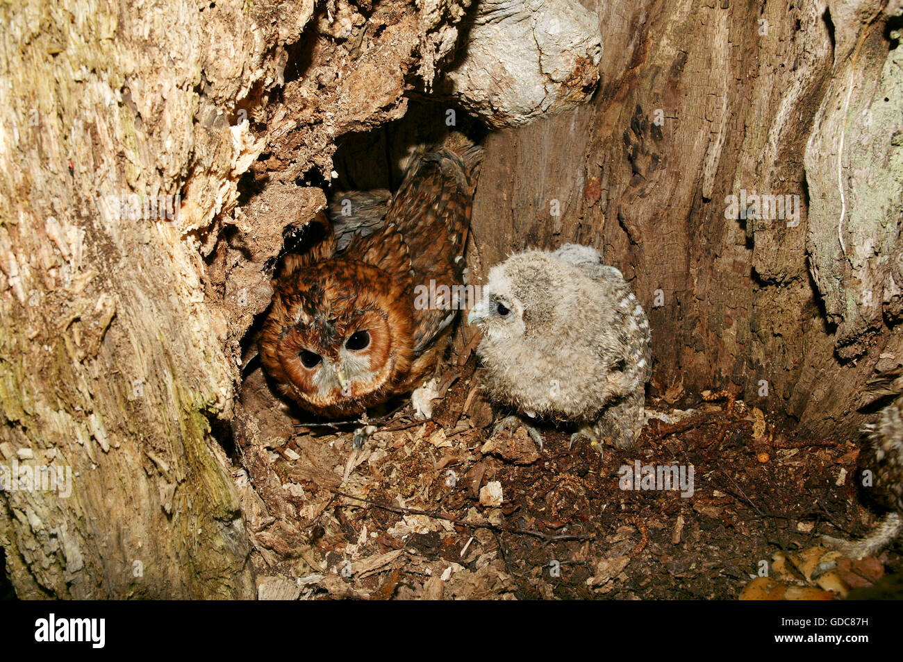Eurasian Tawny Owl, strix aluco, Adult with Chick at Nest, Normandy ...