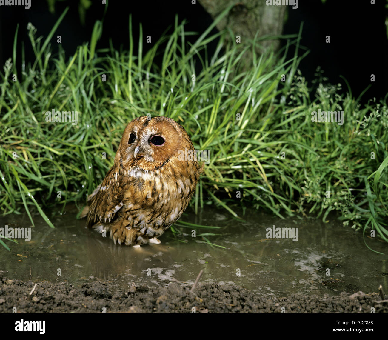 Eurasian Tawny Owl, strix aluco, Adult in Puddle Stock Photo - Alamy