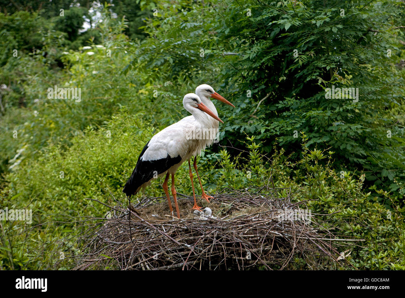 Family storks young chick in hi-res stock photography and images - Alamy