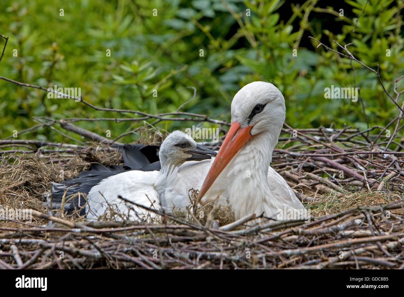 Two stork chicks in nest hi-res stock photography and images - Alamy