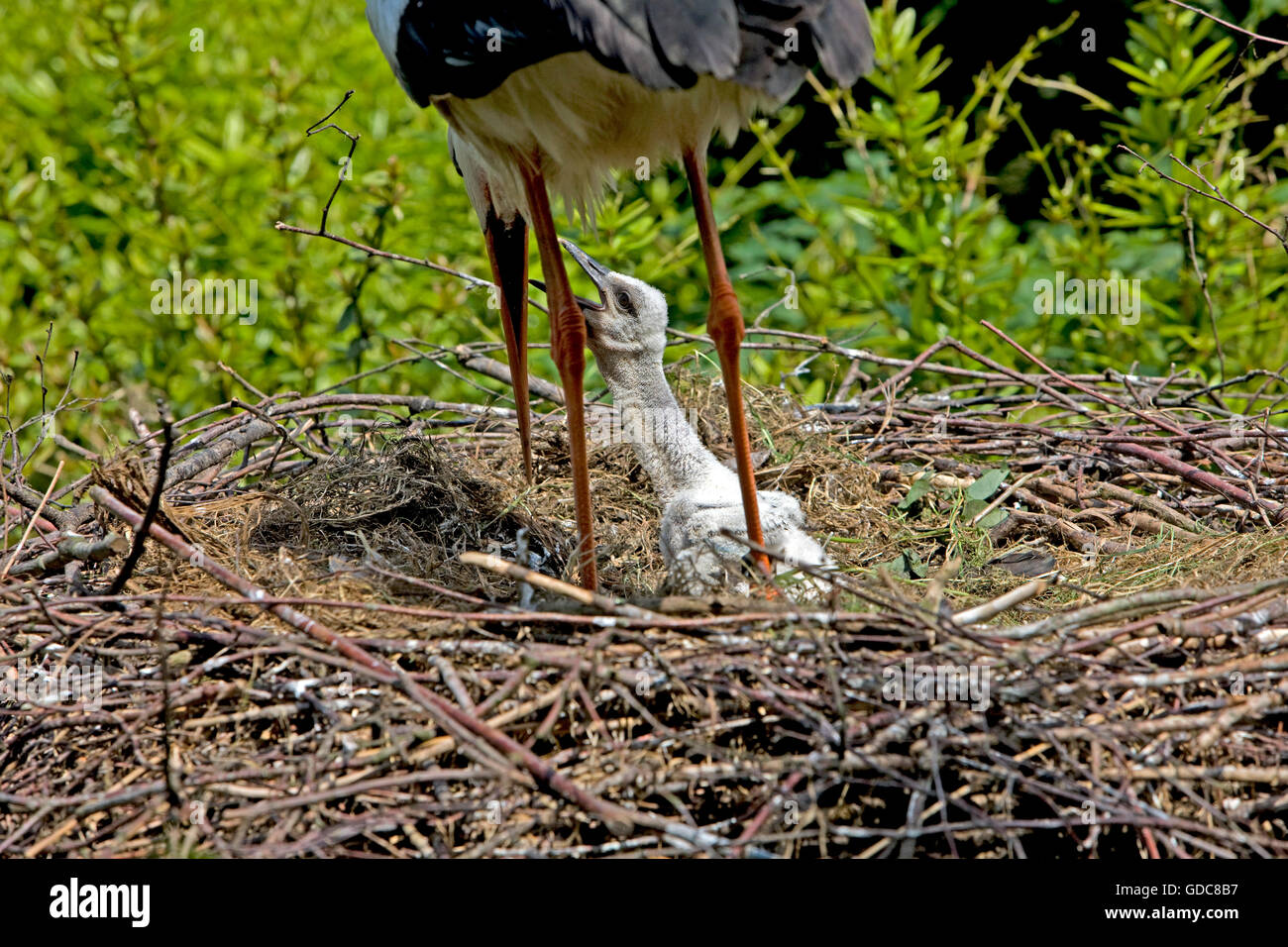 White Stork, ciconia ciconia, Adult with Chick on Nest Stock Photo - Alamy