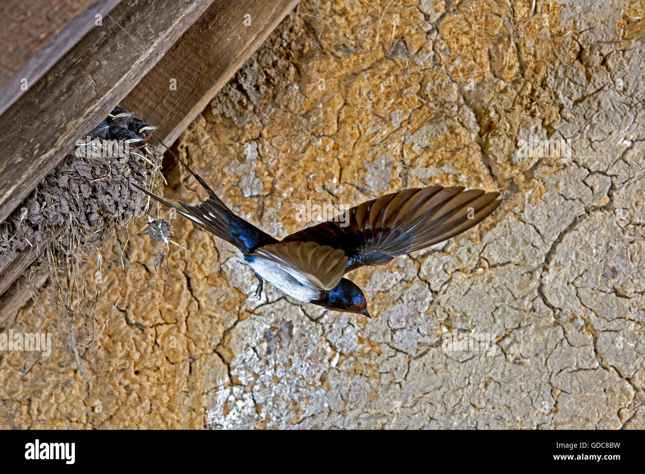 Female barn swallow hi-res stock photography and images - Alamy