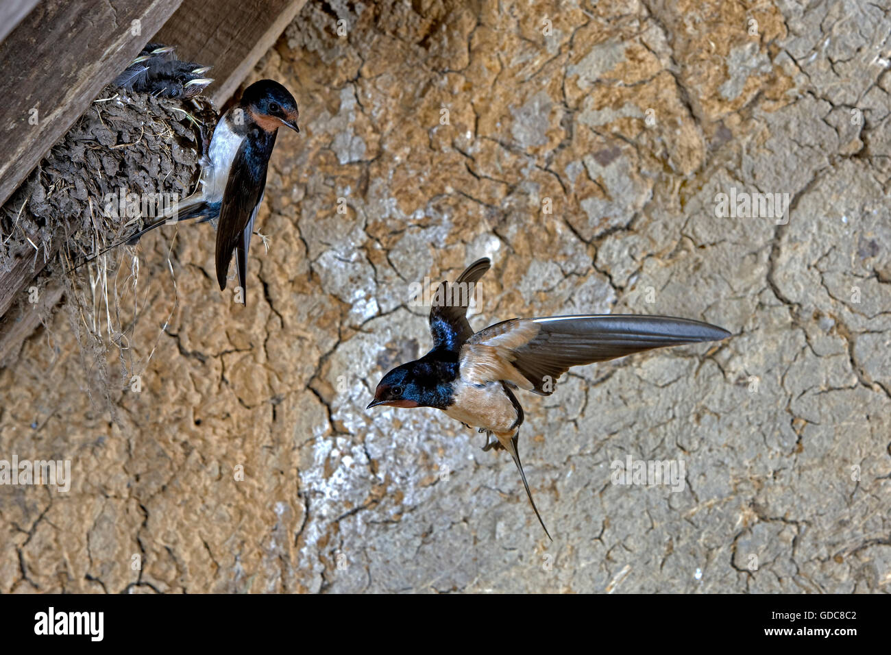 BARN SWALLOW OR EUROPEAN SWALLOW hirundo rustica Stock Photo - Alamy