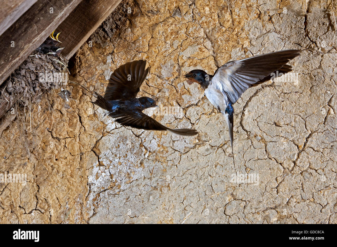 Swallow Hirundo Rustica Hirundinidae Family High Resolution Stock ...