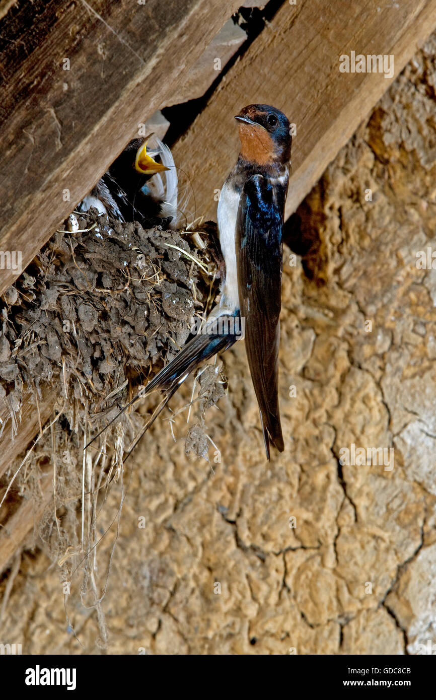 BARN SWALLOW OR EUROPEAN SWALLOW hirundo rustica Stock Photo - Alamy