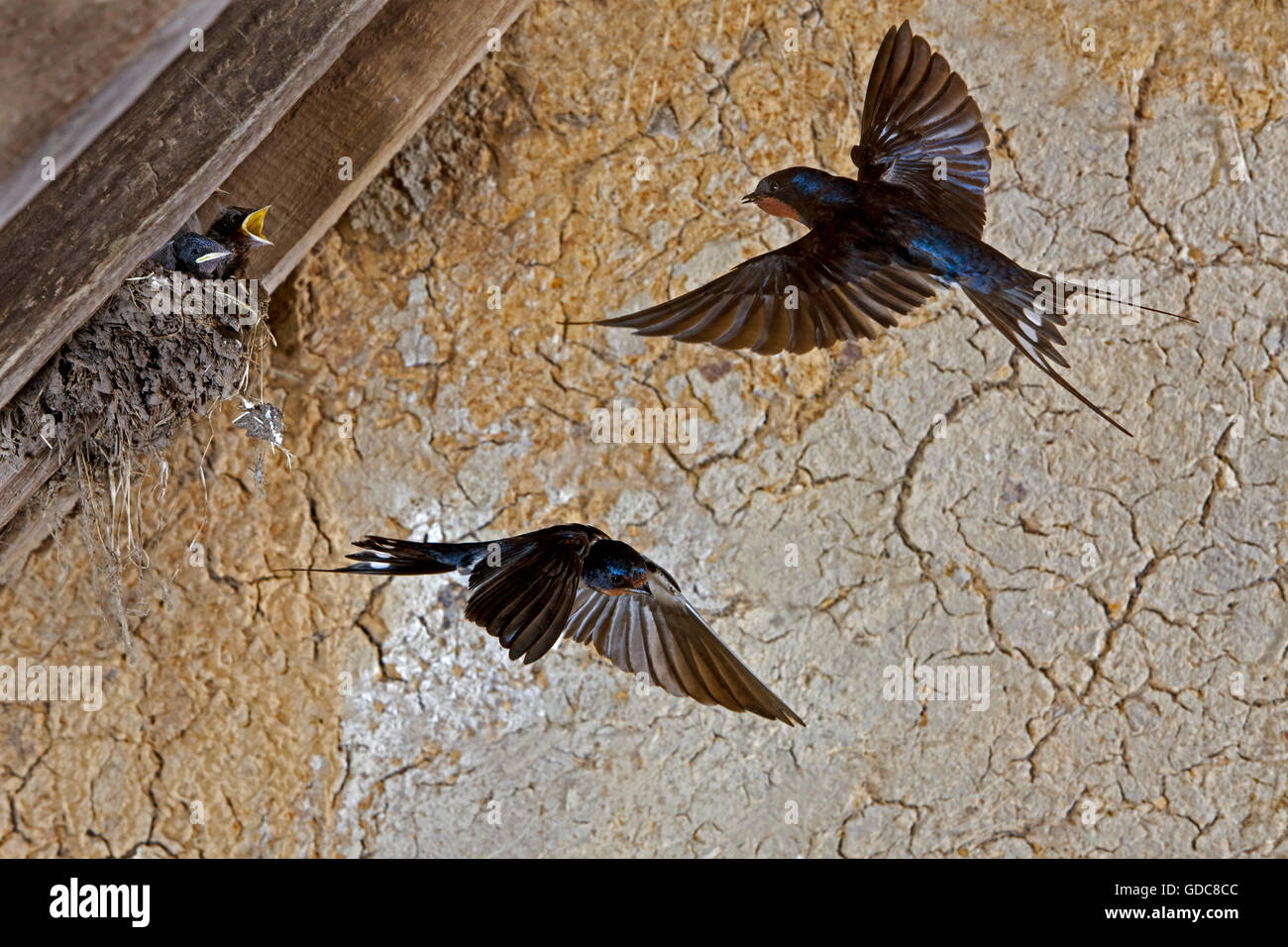 BARN SWALLOW OR EUROPEAN SWALLOW hirundo rustica, ADULT IN FLIGHT ...