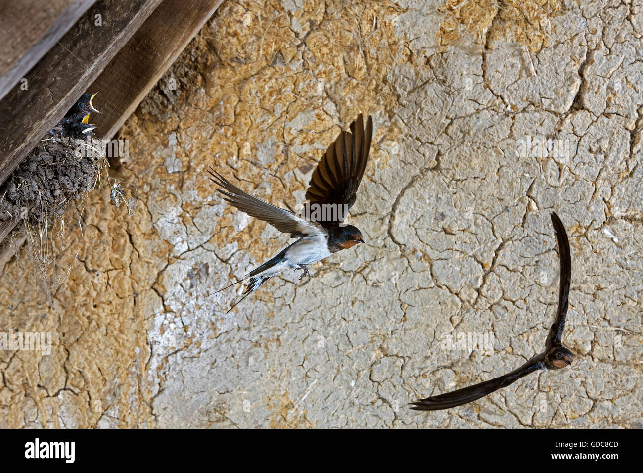 Swallow Hirundo Rustica Hirundinidae Family High Resolution Stock ...