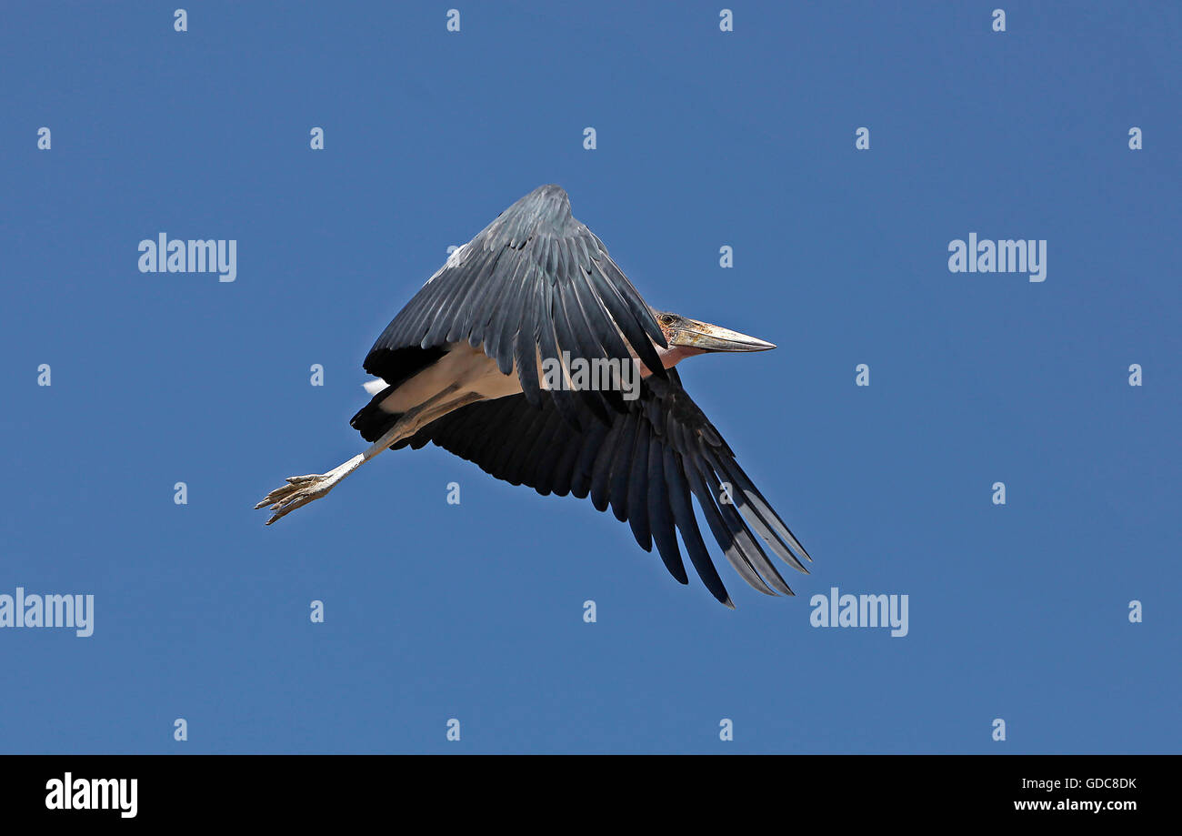 Flying Marabou Storks High Resolution Stock Photography and Images - Alamy