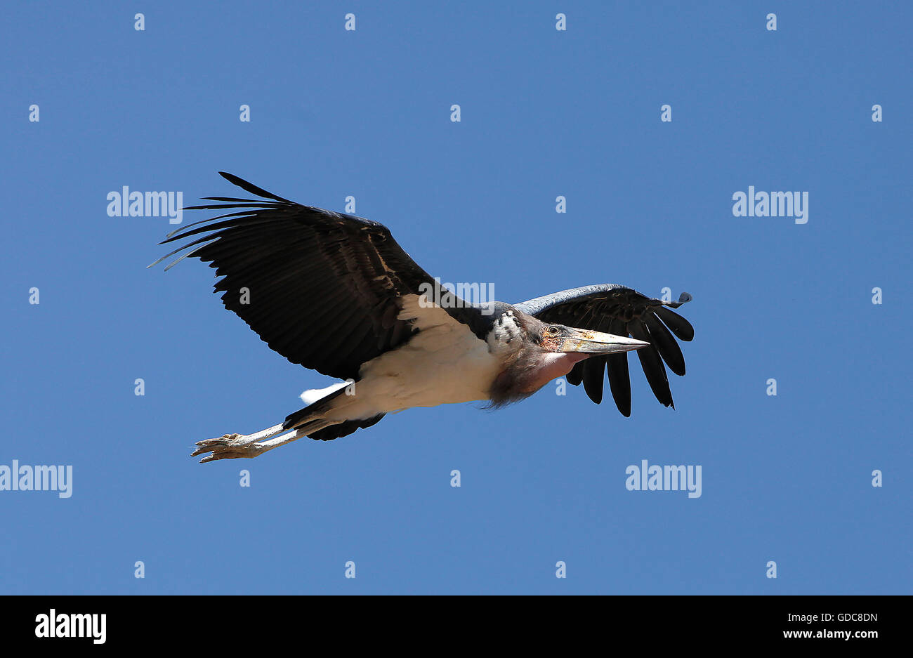 Flying Marabou Storks High Resolution Stock Photography and Images - Alamy