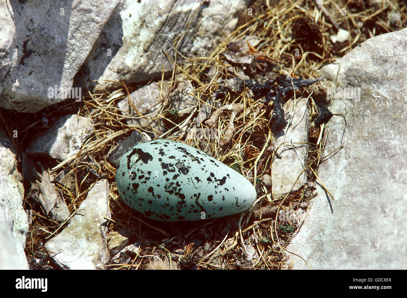 COMMON GUILLEMOT uria aalge, EGG ON NEST, SCOTLAND Stock Photo - Alamy
