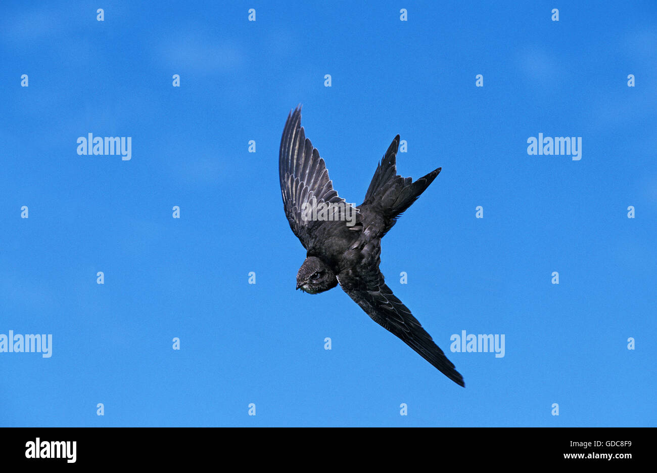 Common swift hi-res stock photography and images - Alamy
