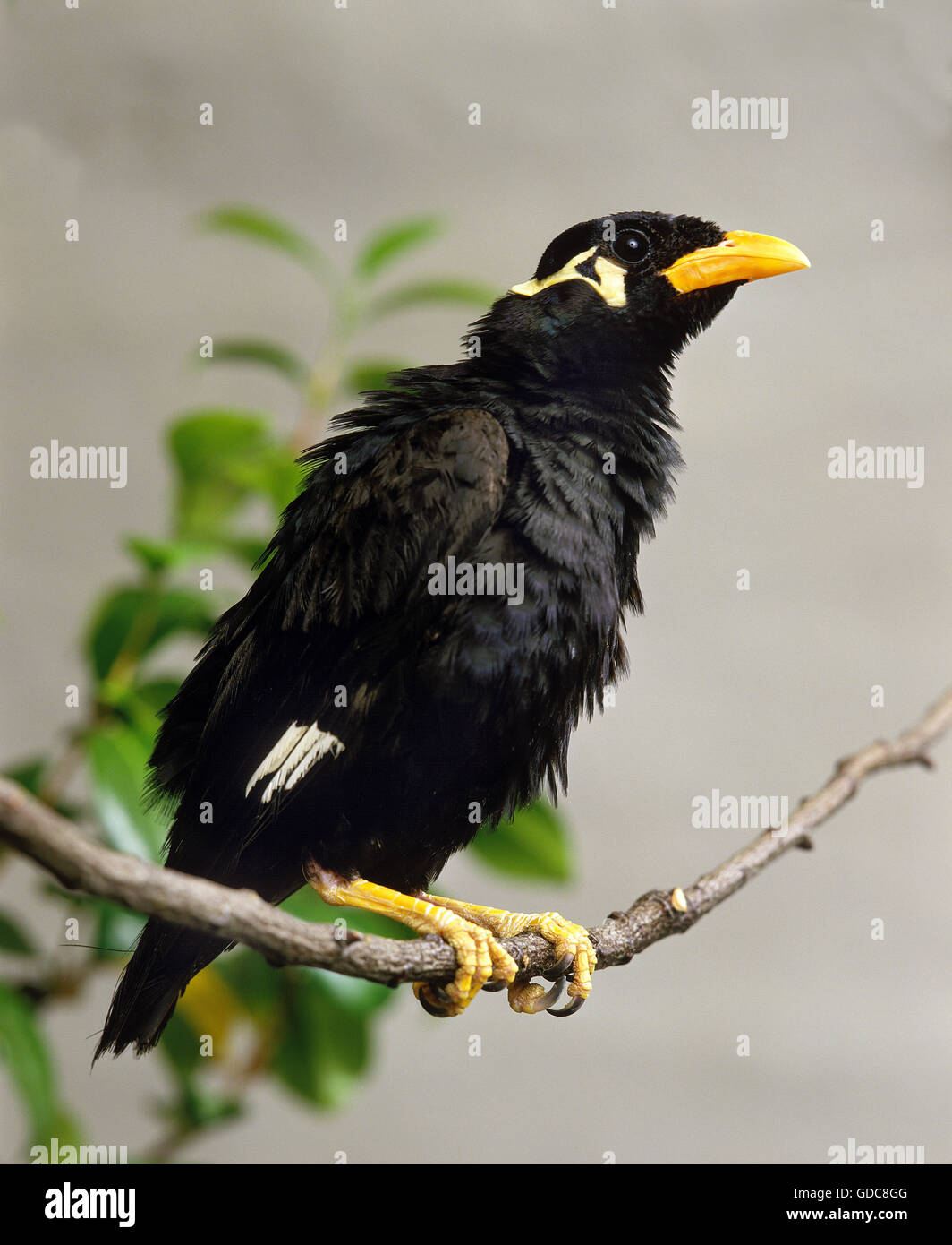 India religiosa hi-res stock photography and images - Alamy