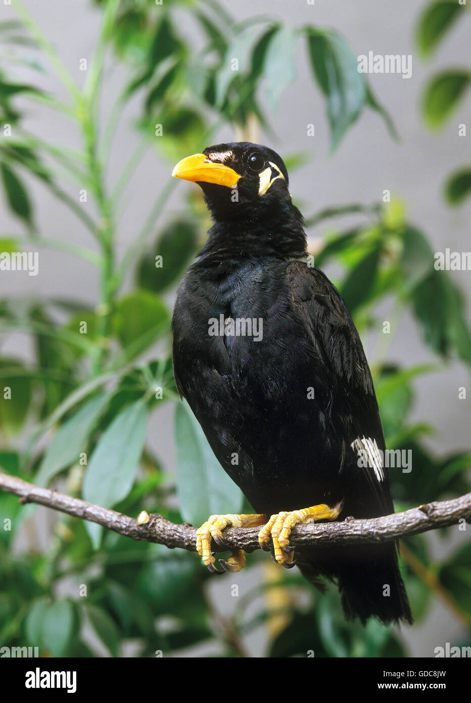 Gracula religiosa hi-res stock photography and images - Alamy