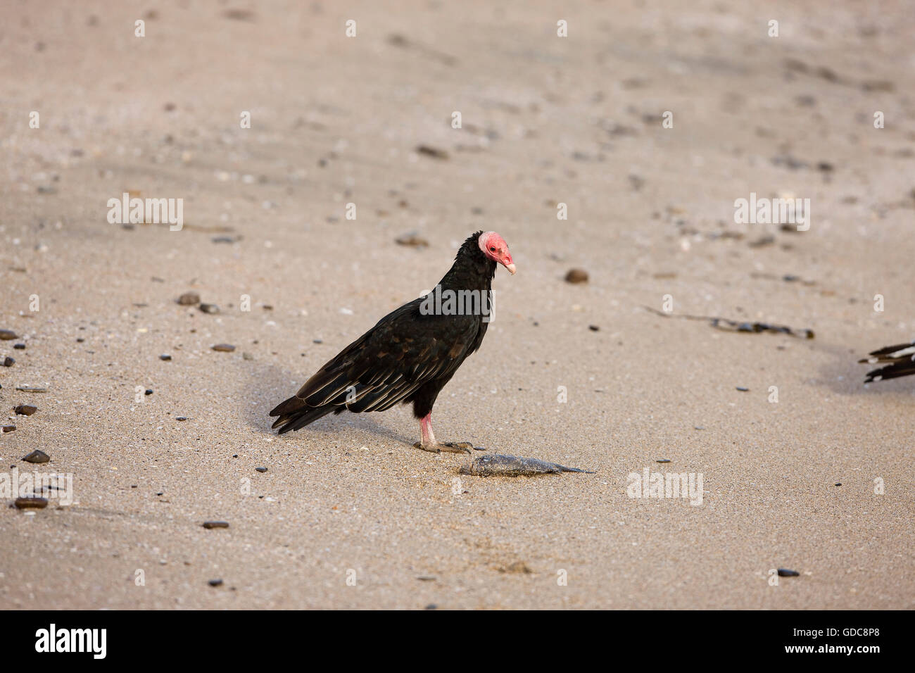 Dead fish images hi-res stock photography and images - Alamy