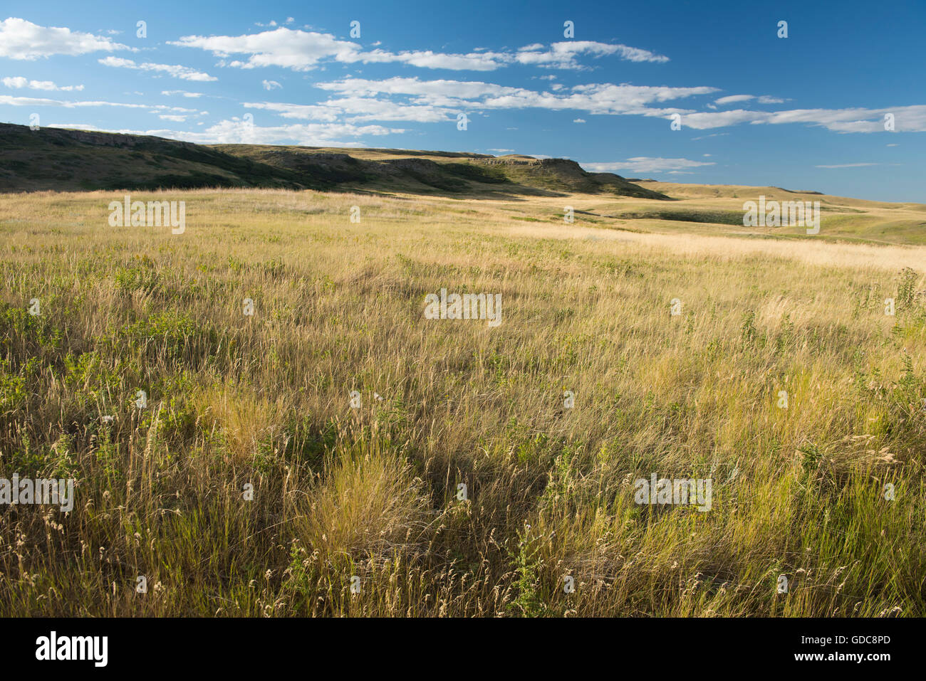 Grassland alberta hi-res stock photography and images - Alamy