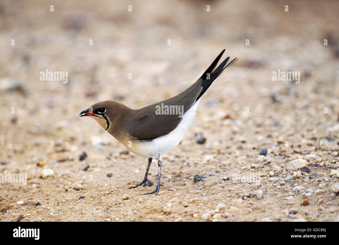 Adult collared pratincole hi-res stock photography and images - Alamy