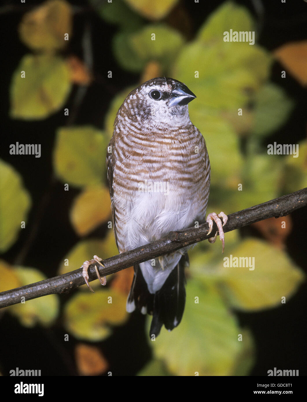 Plumhead hi-res stock photography and images - Alamy