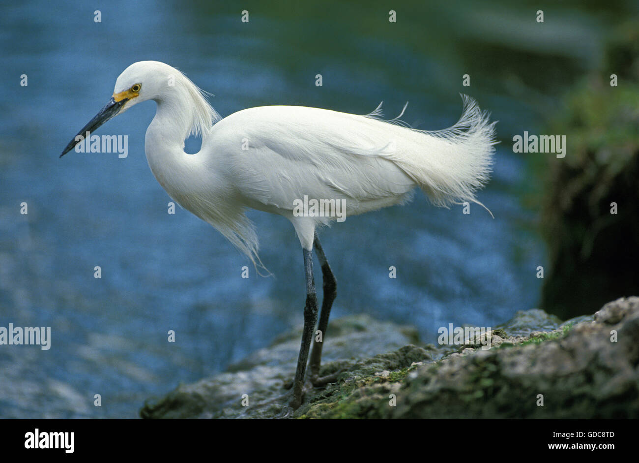 Snowy Egret, egretta thula, Adult Stock Photo - Alamy