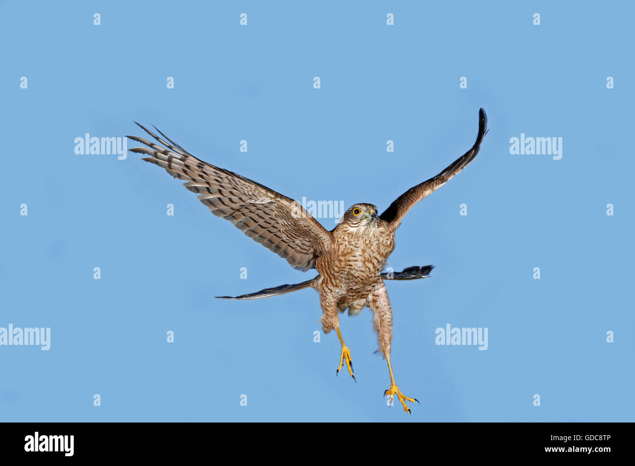 European Sparrowhawk, accipiter nisus, Adult in Flight Stock Photo - Alamy