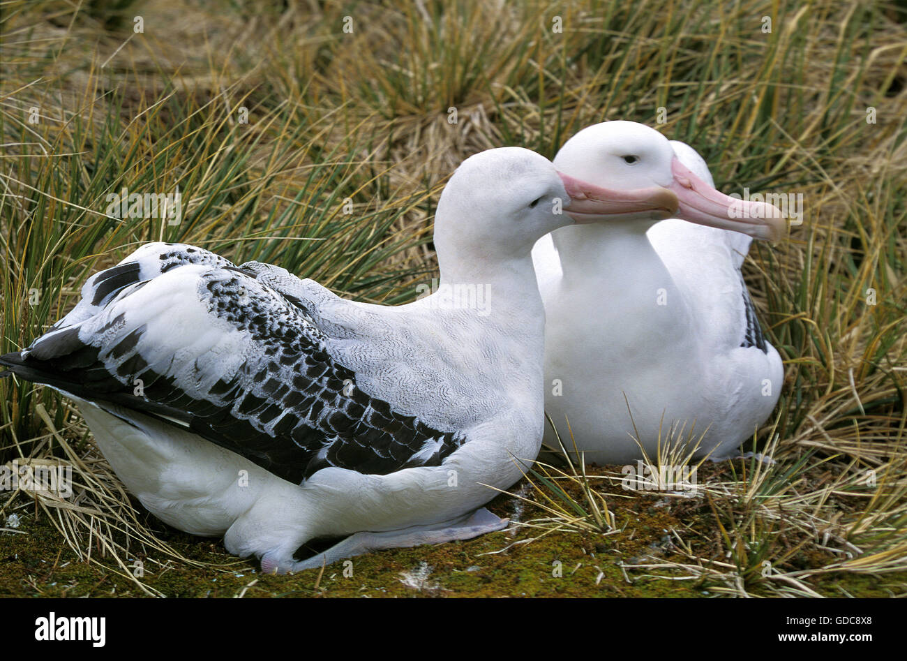 Southern Royal Albatross, Diomedea epomophora, Pair Courting ...