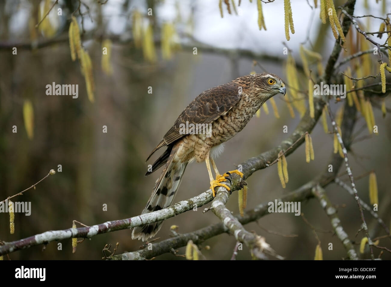 EUROPEAN SPARROWHAWK accipiter nisus, ADULT IN HAZELNUT TREE Stock ...