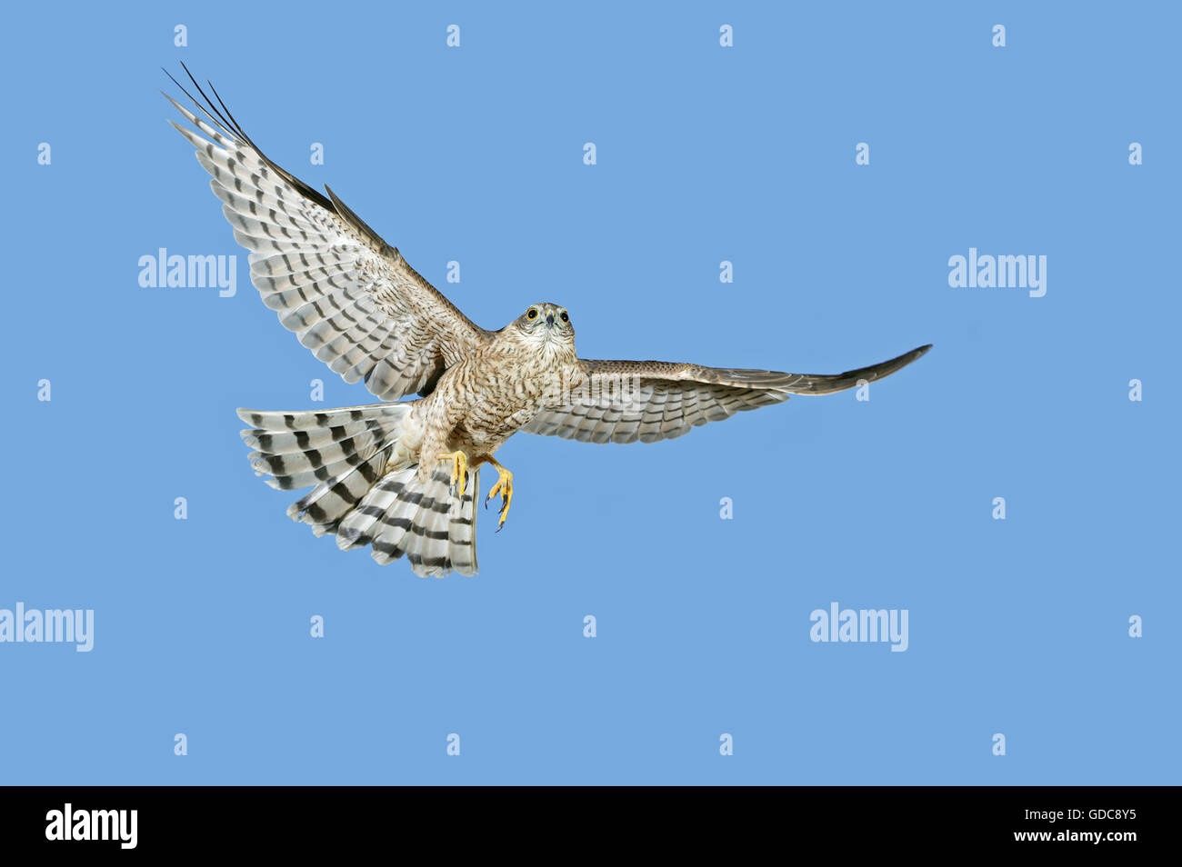 Sparrowhawk flying hi-res stock photography and images - Alamy