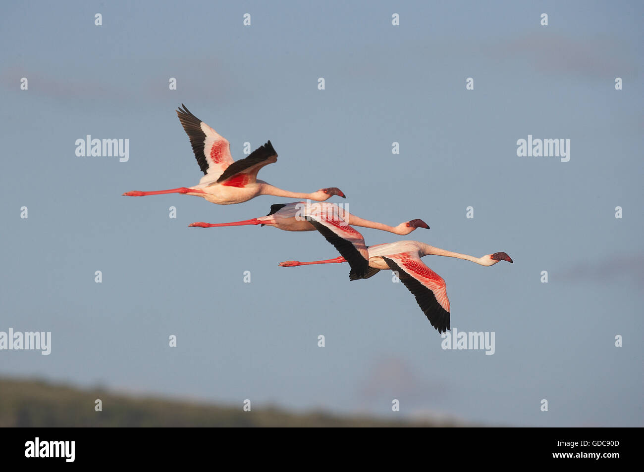 Lesser Flamingo, phoenicopterus minor, Group in Flight, Nakuru Lake in ...