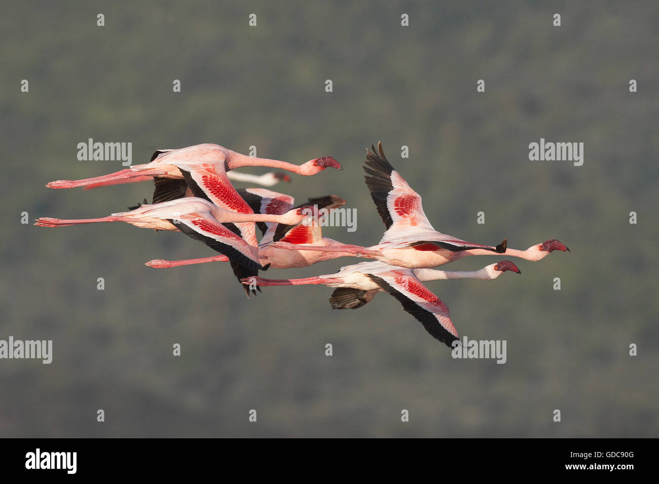 Lesser Flamingo, phoenicopterus minor, Group in Flight, Nakuru Lake in ...