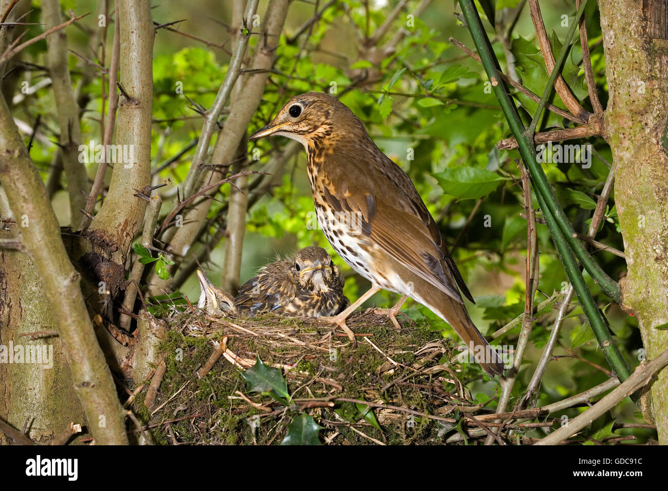Family of the thrush hi-res stock photography and images - Alamy