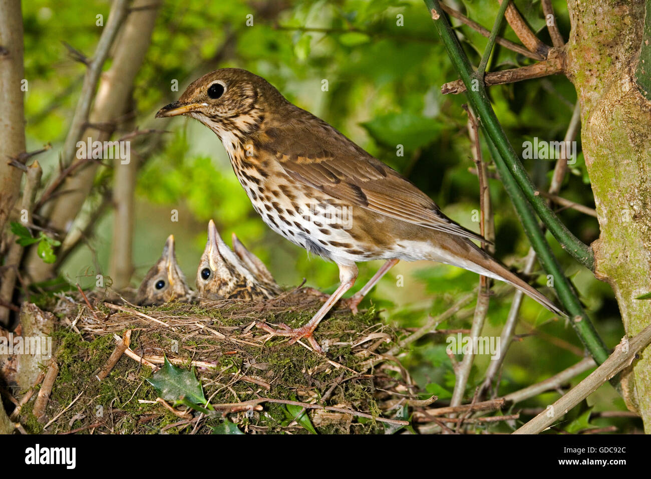 Song thrush chick hi-res stock photography and images - Alamy