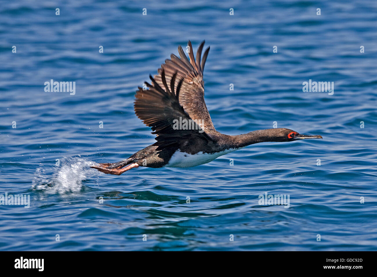 Guanay Cormorant, phalacrocorax bougainvillii, Adult in Flight, Taking ...