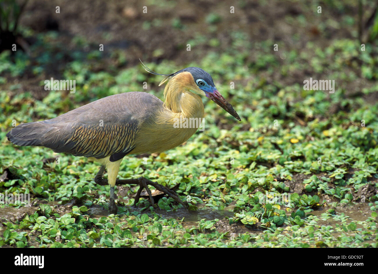 Whistling Heron, syrigma sibilatrix, Adult in Swamp, Pantanal in Brazil ...